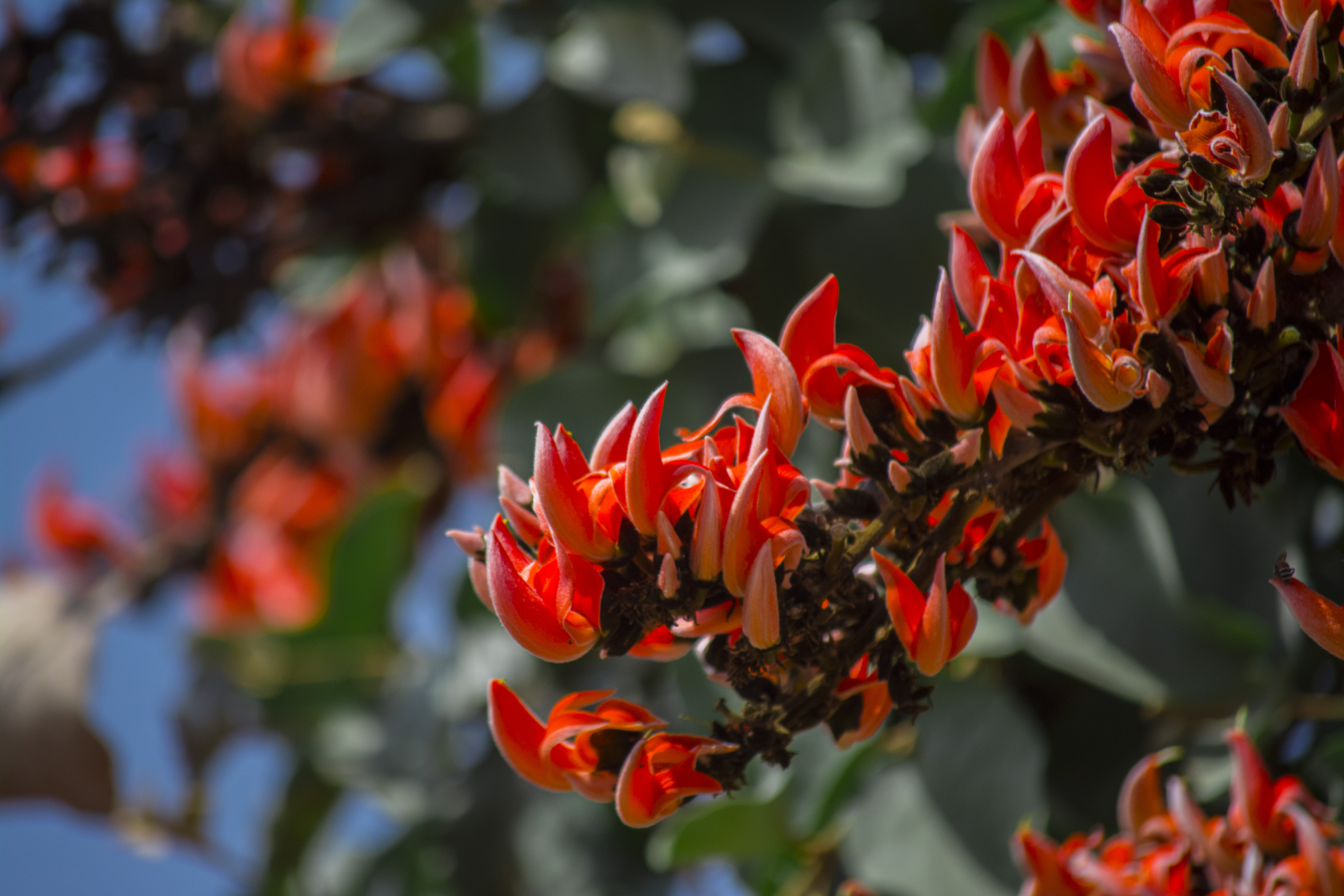 Two days in the land of Palash; this is Purulia in spring