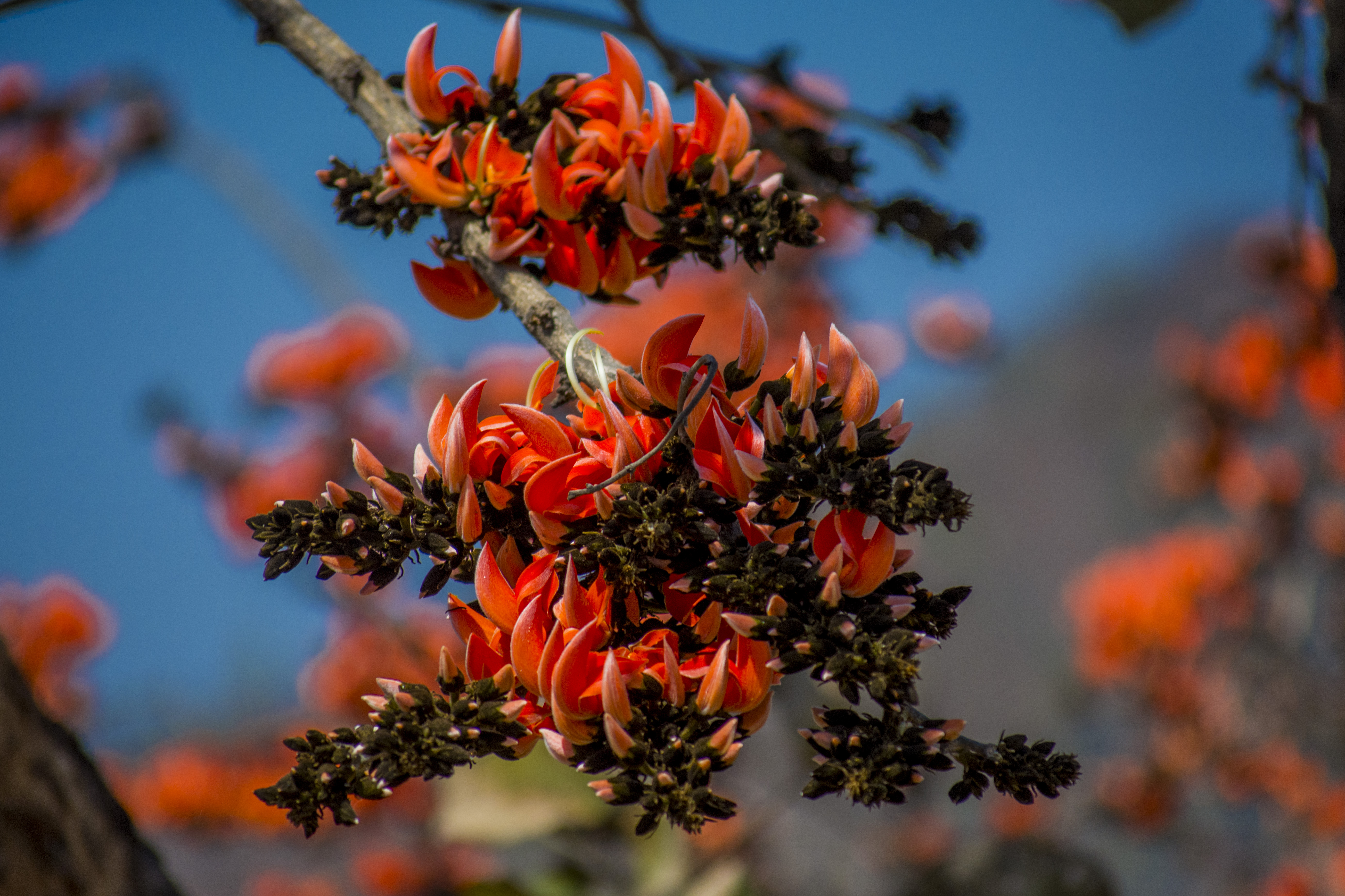 Two days in the land of Palash; this is Purulia in spring