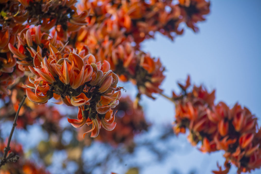 Two days in the land of Palash; this is Purulia in spring