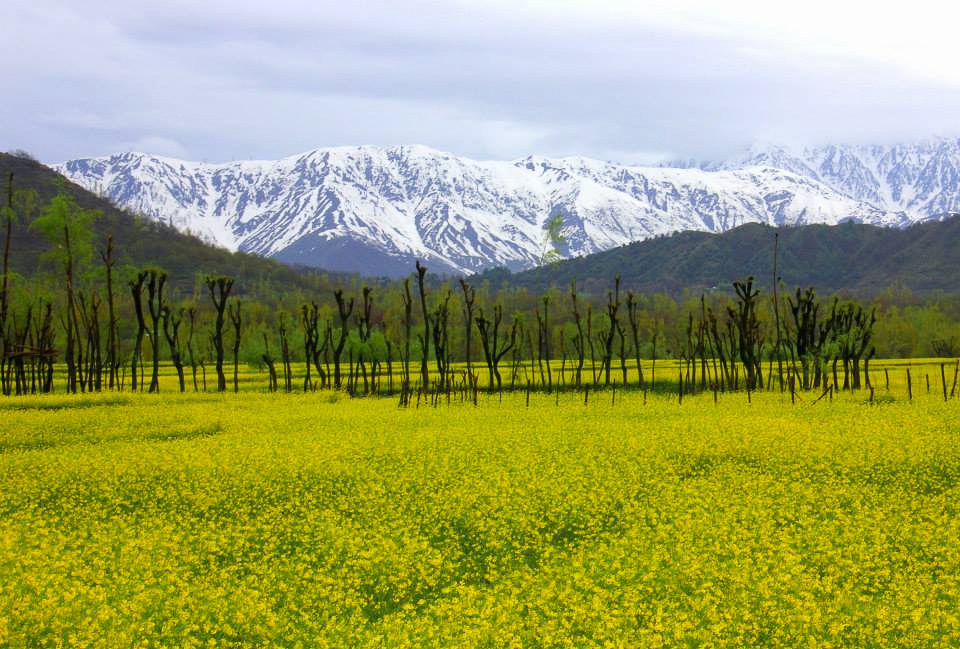 Daksum – The Hidden Jewel of Kashmir’s Untouched Valleys