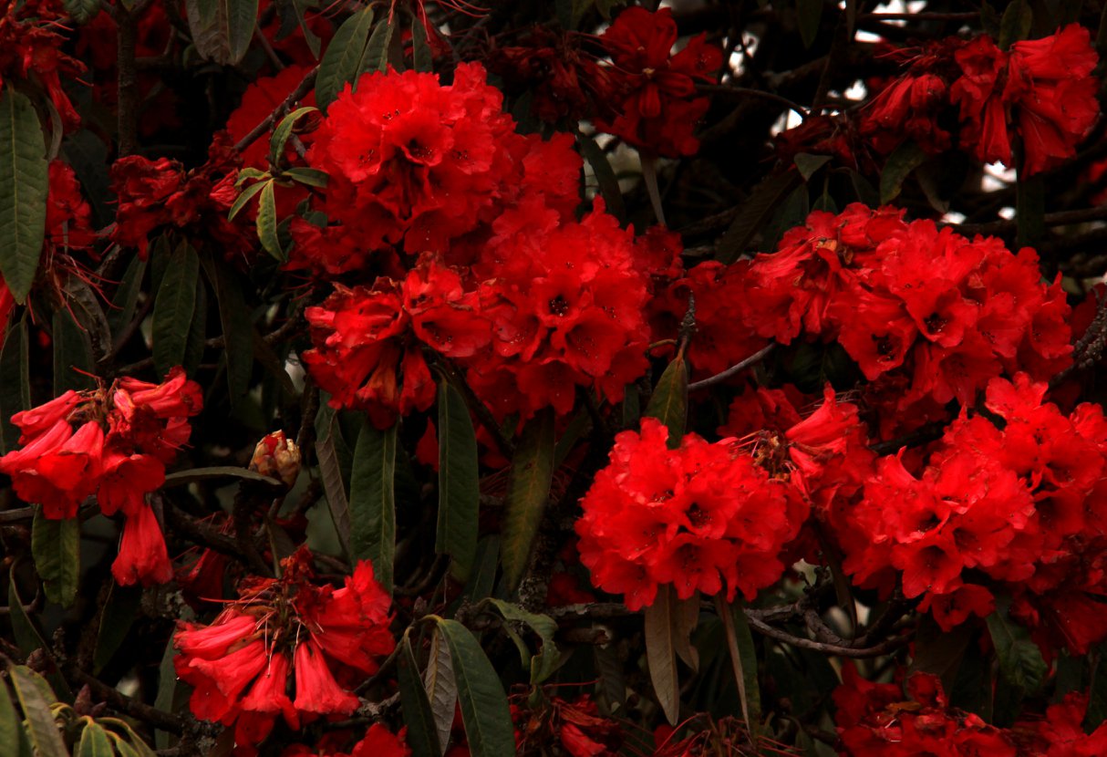 Our trip to Okhrey, a lesser known gem of West Sikkim